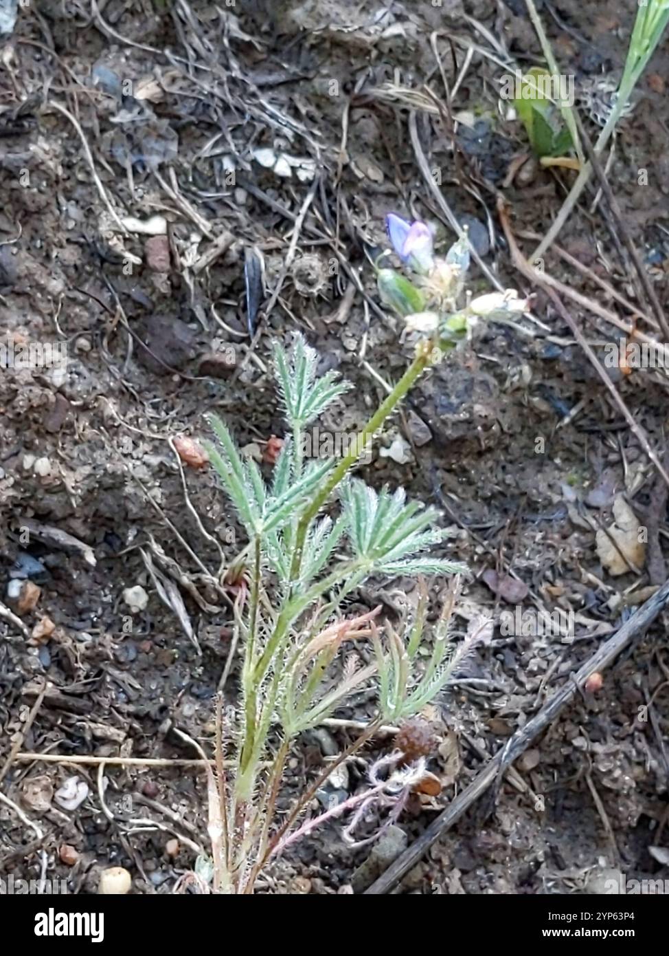 Miniature Lupine (Lupinus bicolor Stock Photo - Alamy