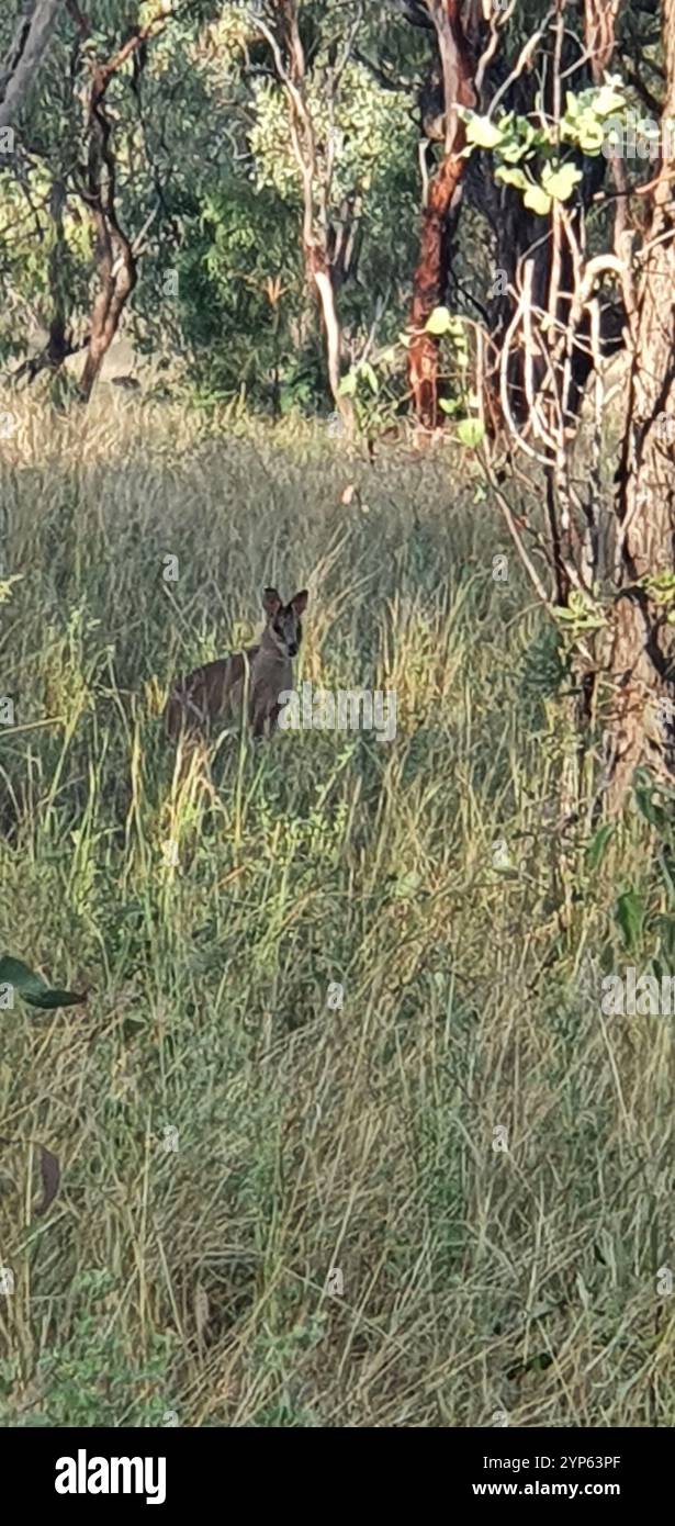 Agile Wallaby (Notamacropus agilis Stock Photo - Alamy