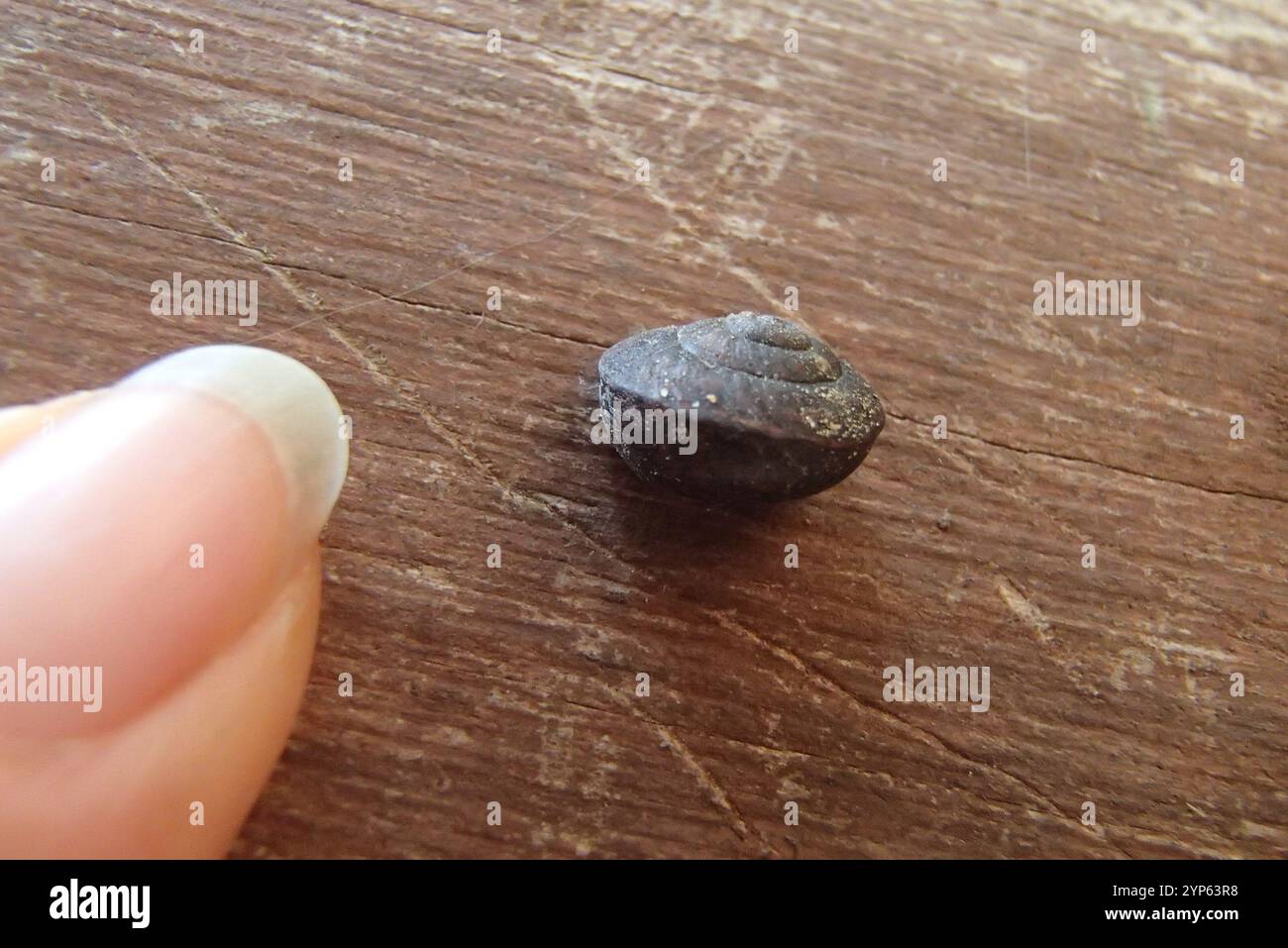 Blue Mountains Woodland Snail (Pommerhelix monacha Stock Photo - Alamy