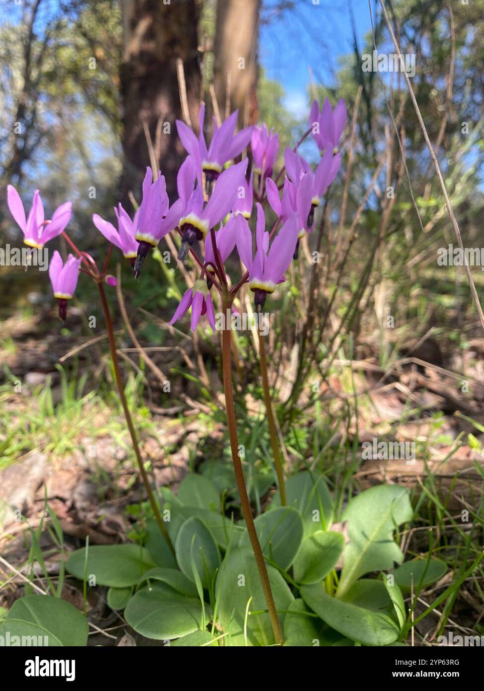 Henderson's shooting star (Primula hendersonii Stock Photo - Alamy