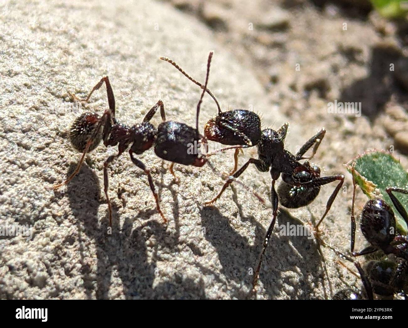 Andre's Harvester Ant (Veromessor andrei Stock Photo - Alamy