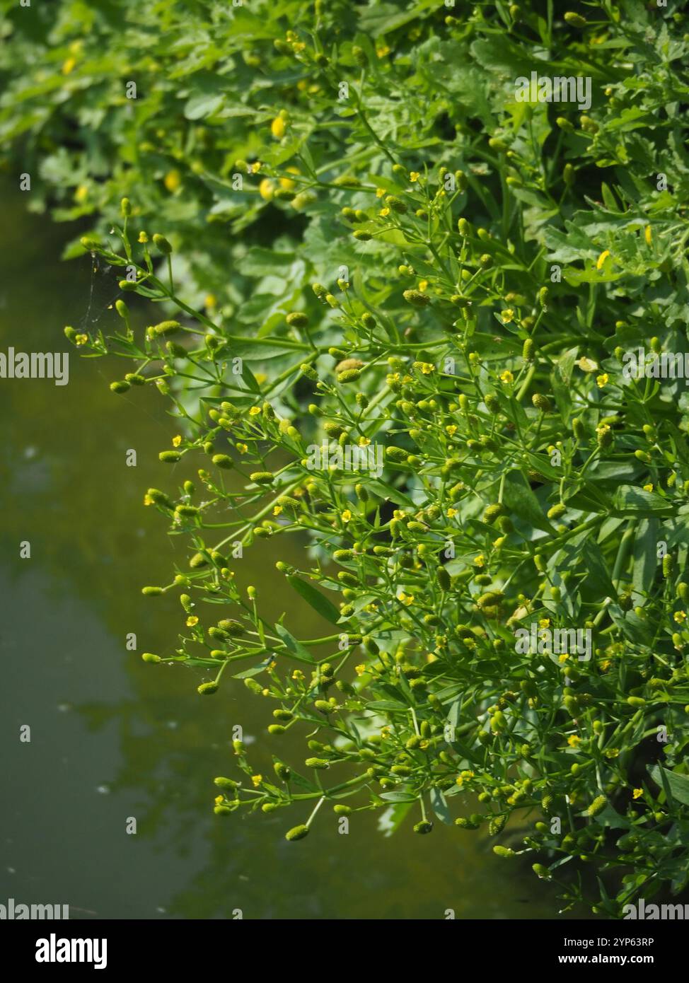 cursed crowfoot (Ranunculus sceleratus Stock Photo - Alamy