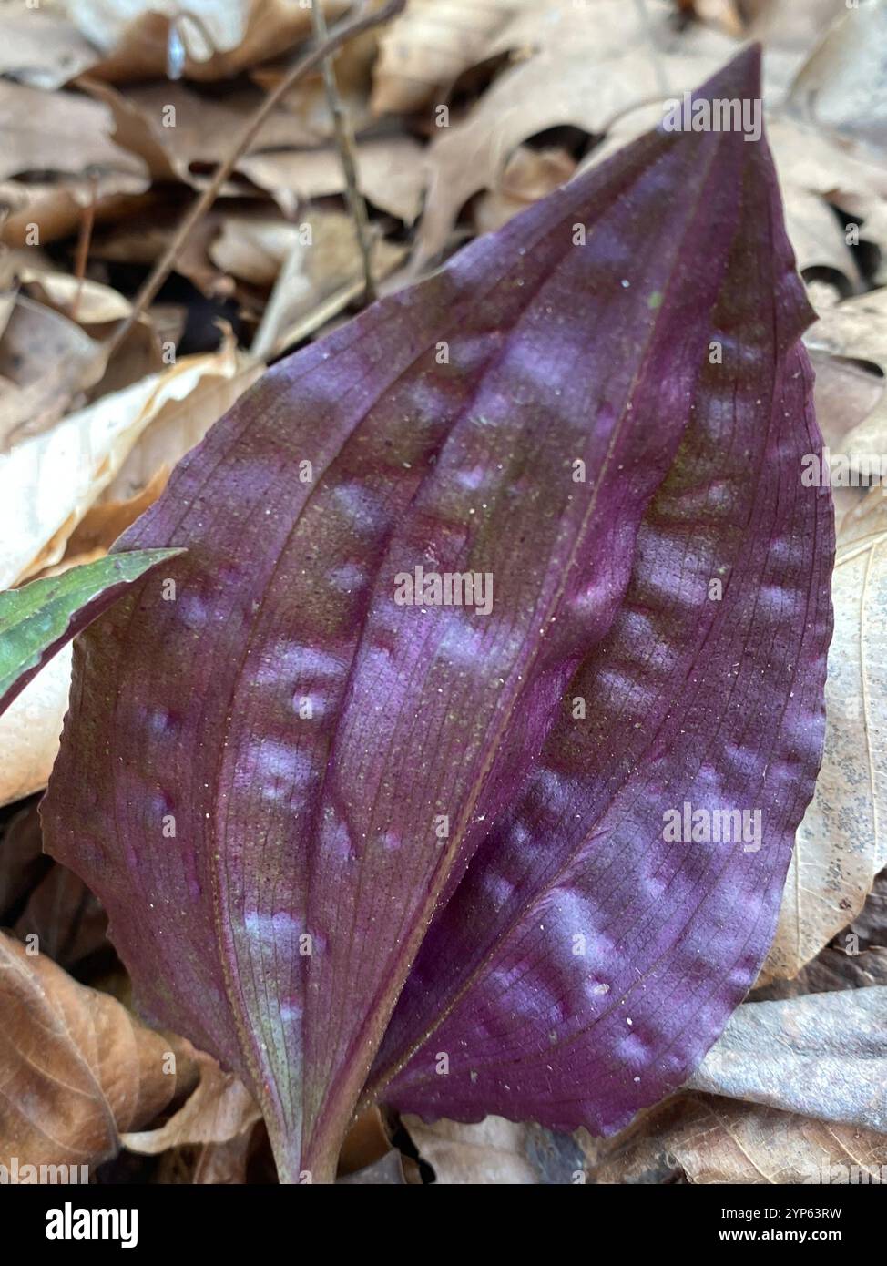 crane-fly orchid (Tipularia discolor Stock Photo - Alamy