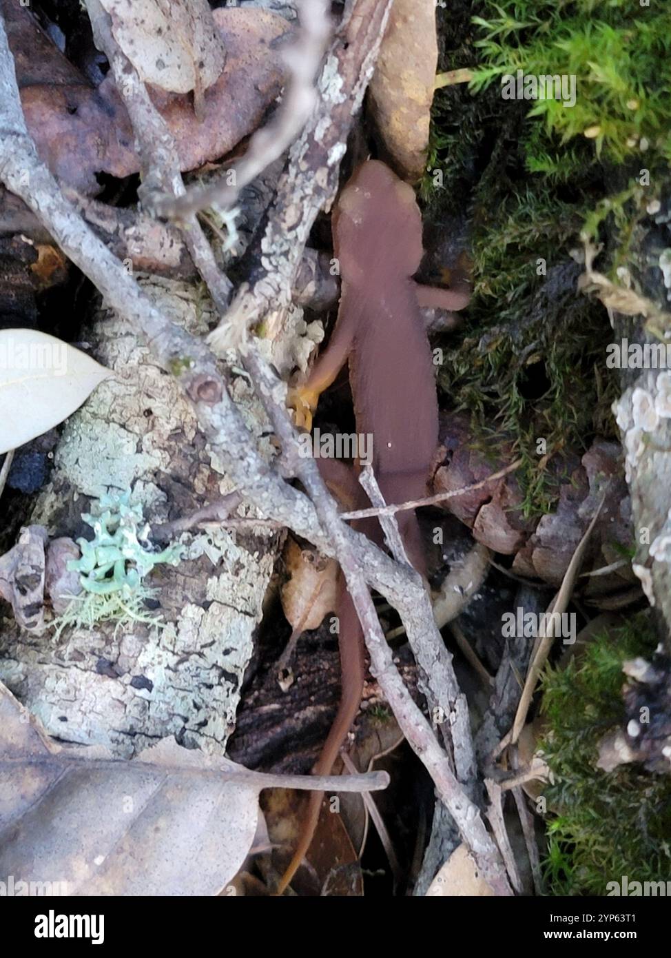 California Newt (Taricha torosa Stock Photo - Alamy