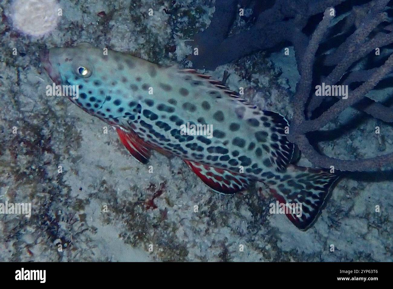 Yellowfin Grouper (Mycteroperca venenosa Stock Photo - Alamy