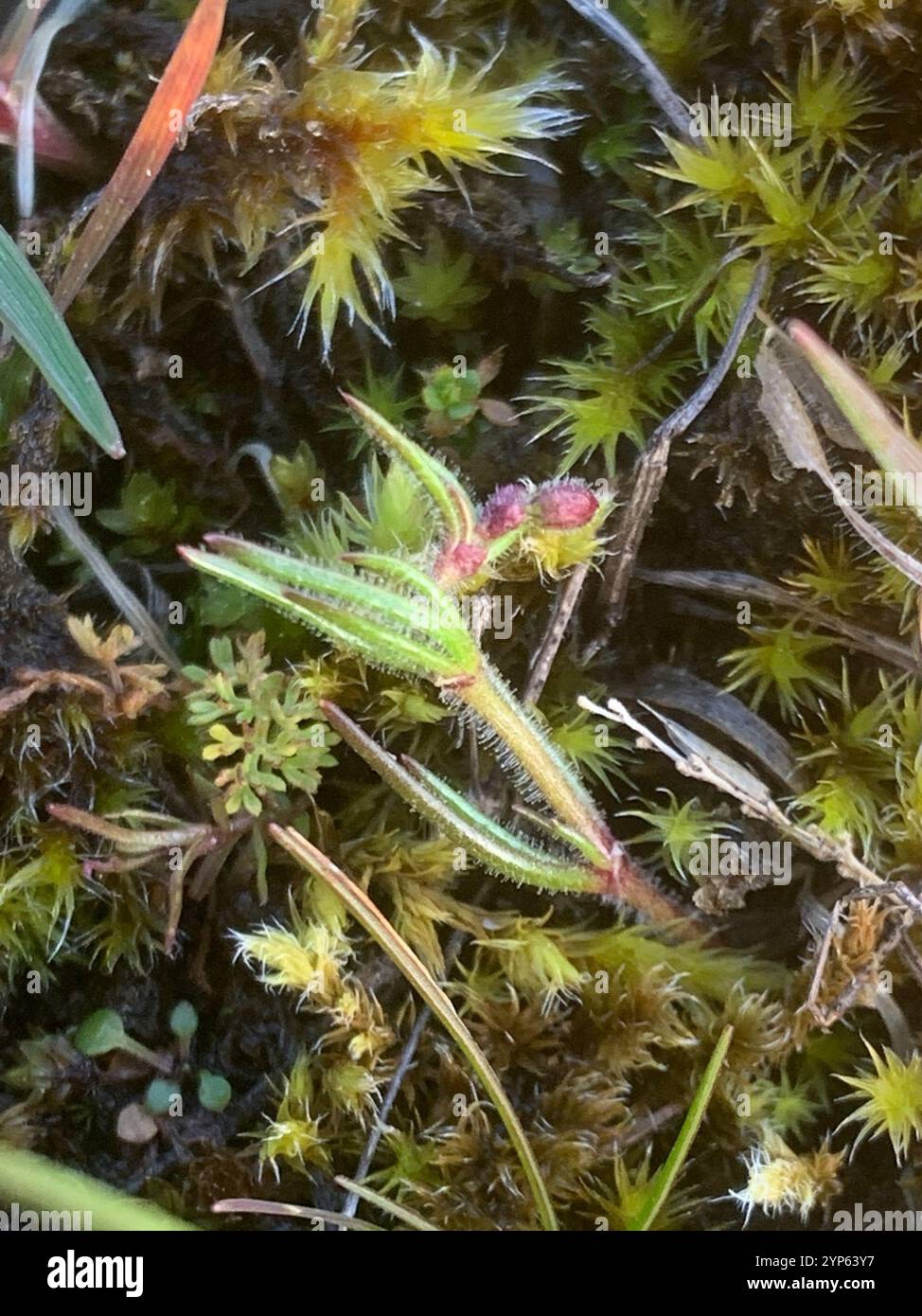 true babystars (Leptosiphon bicolor Stock Photo - Alamy