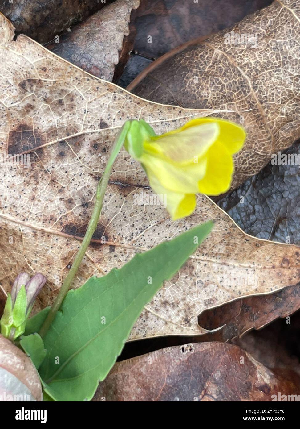 Halberd-leaved violet (Viola hastata Stock Photo - Alamy