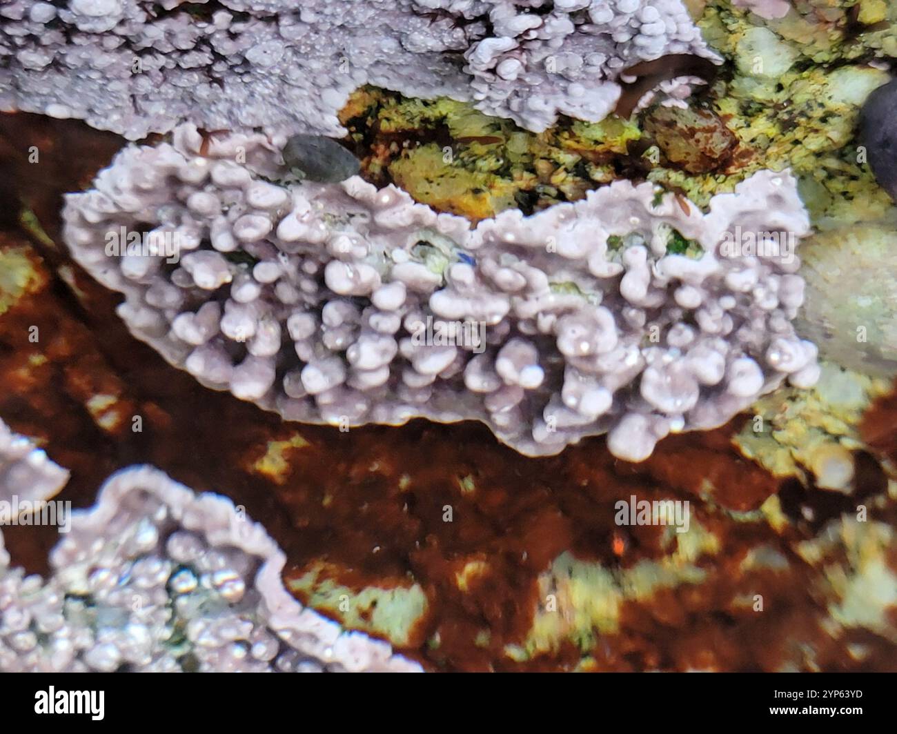 Crustose coralline algae (Lithothamnion Stock Photo - Alamy