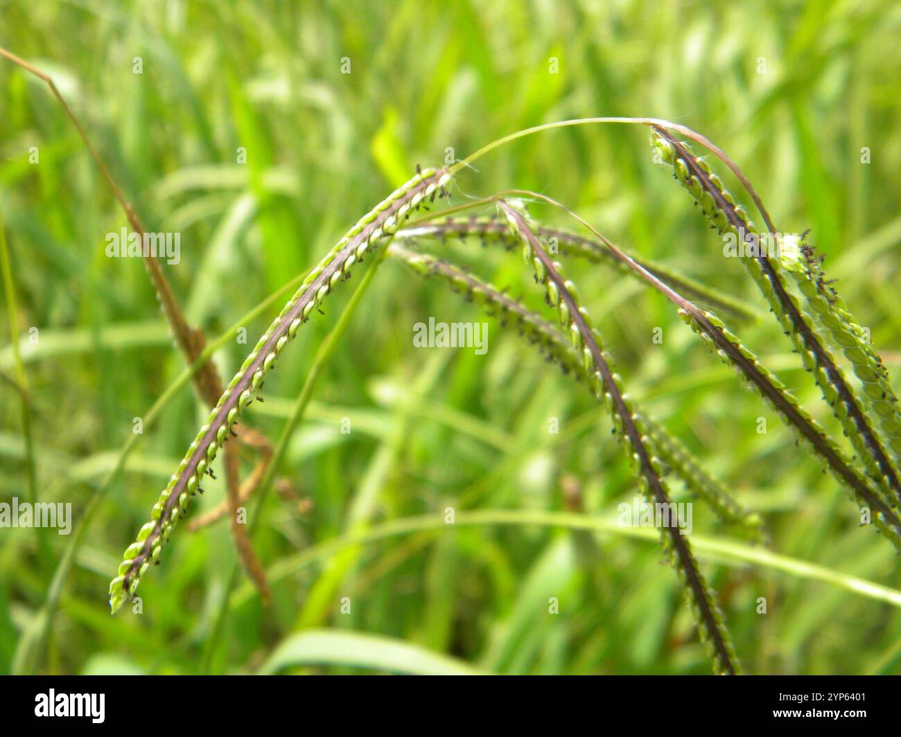 Dallis grass (Paspalum dilatatum Stock Photo - Alamy