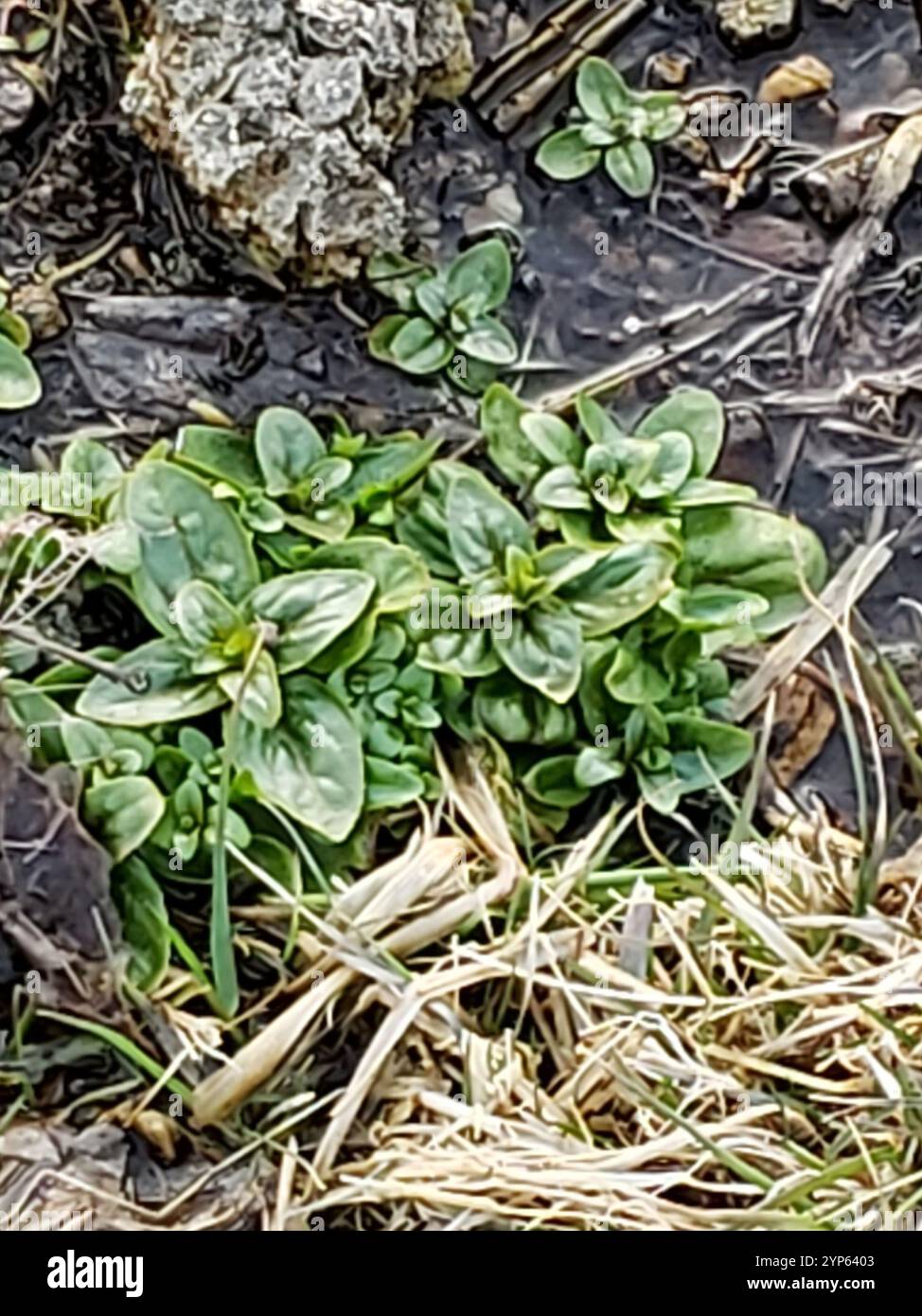 blue water-speedwell (Veronica anagallis-aquatica Stock Photo - Alamy