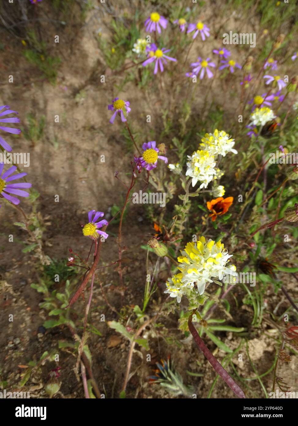 Beetle Daisy (Gorteria diffusa Stock Photo - Alamy