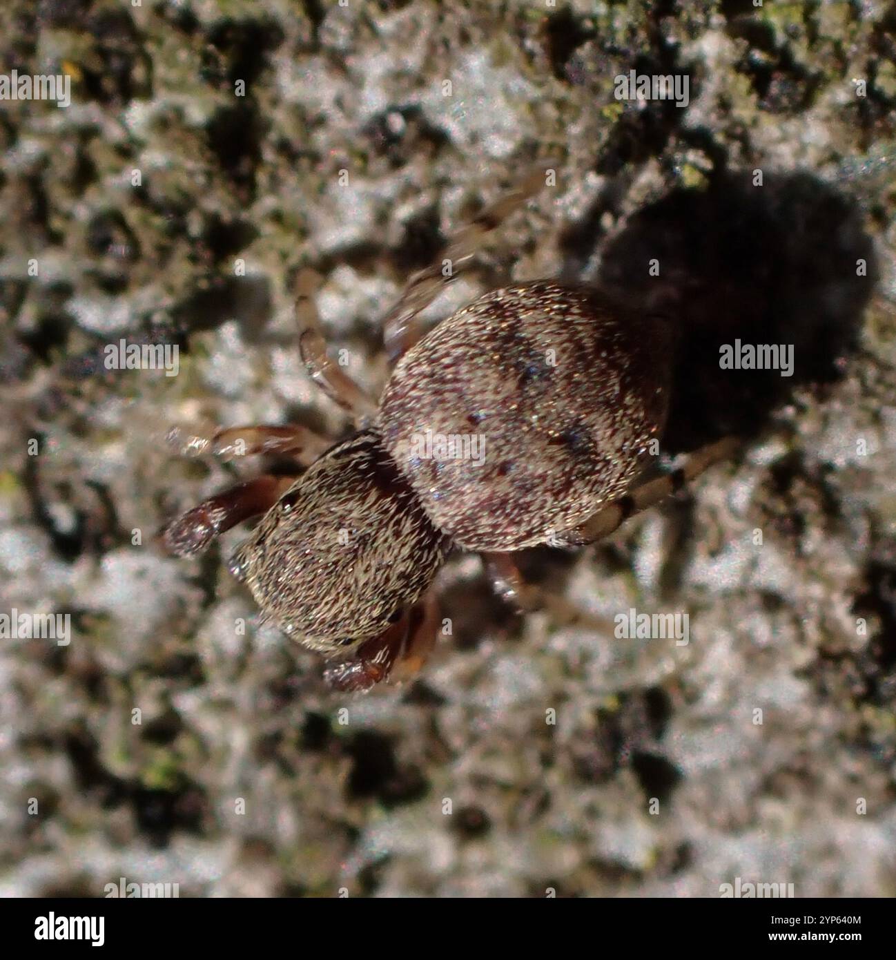 Oak Jumping Spider (Ballus chalybeius Stock Photo - Alamy