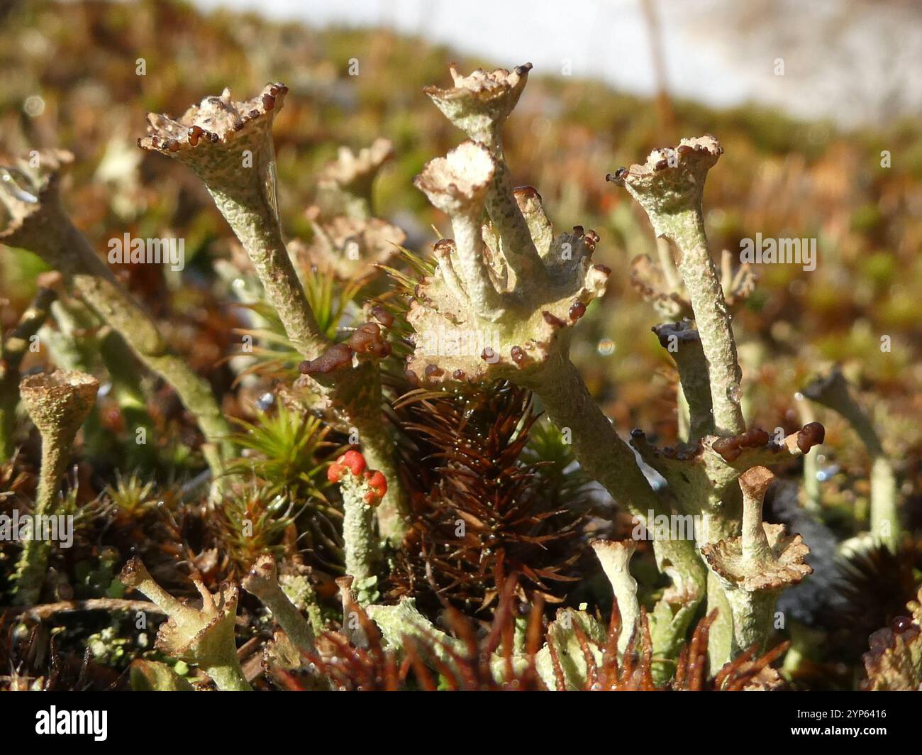 Ladder Lichen (Cladonia verticillata Stock Photo - Alamy