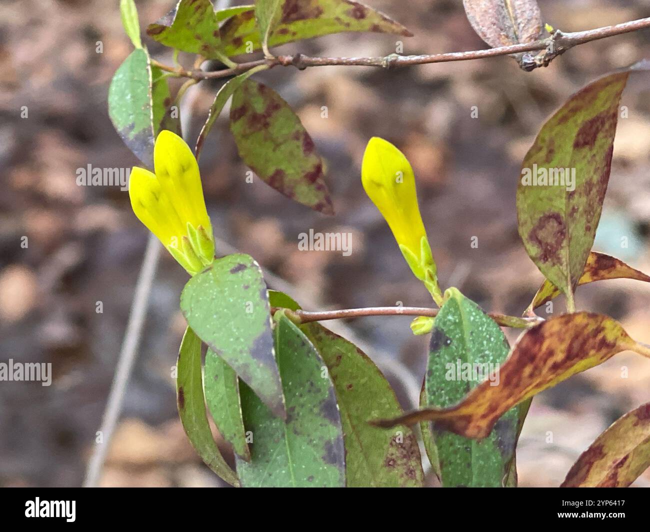 yellow jessamine (Gelsemium sempervirens Stock Photo - Alamy