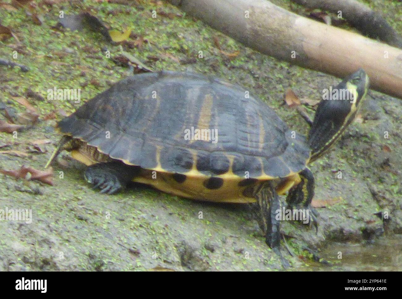 Pond Slider (Trachemys scripta Stock Photo - Alamy