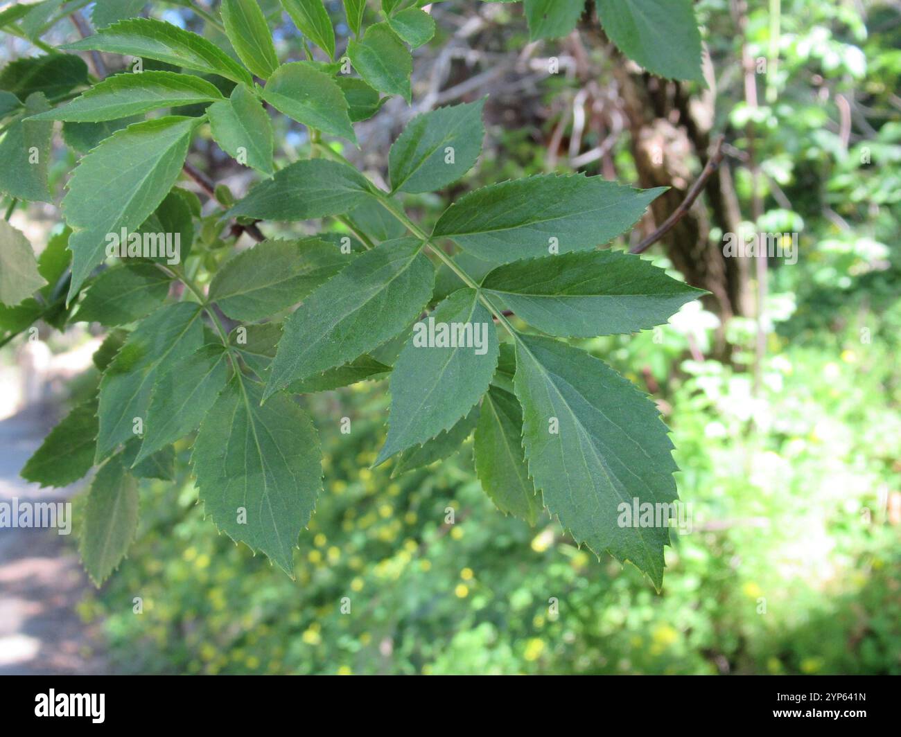 blue elder (Sambucus cerulea Stock Photo - Alamy