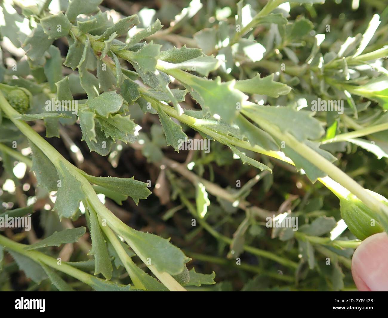 Sticky Rain Daisy (Dimorphotheca cuneata Stock Photo - Alamy