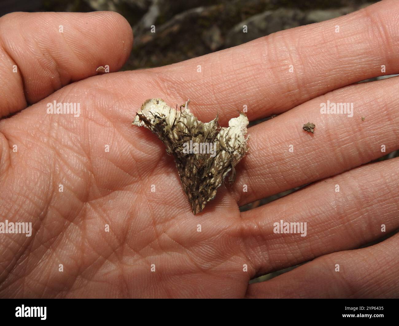 ruffled freckled pelt lichen (Peltigera leucophlebia Stock Photo - Alamy