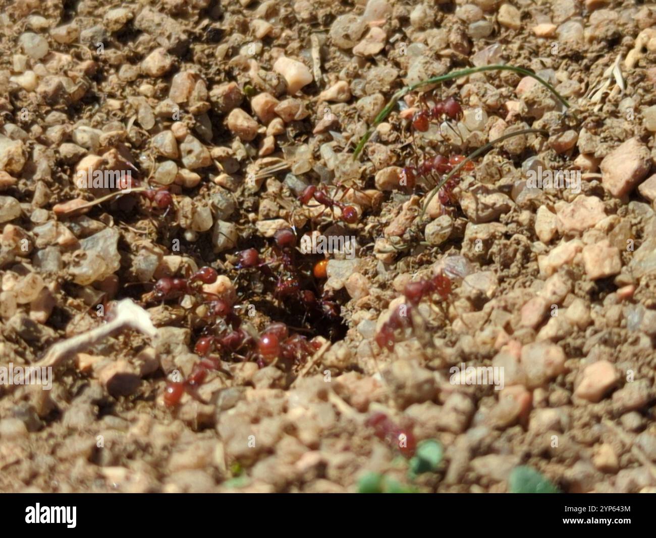 Western Harvester Ant (Pogonomyrmex occidentalis Stock Photo - Alamy