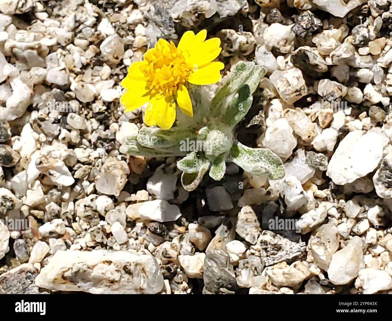 Wallace's woollydaisy (Eriophyllum wallacei Stock Photo - Alamy