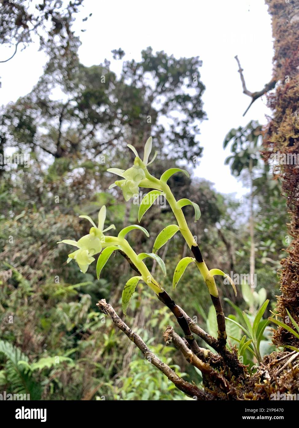 Formed differently hi-res stock photography and images - Alamy