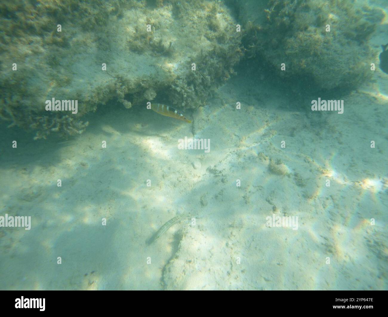 Puddingwife Wrasse (Halichoeres radiatus Stock Photo - Alamy