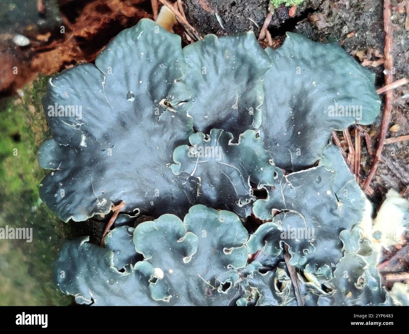 scaly pelt lichen (Peltigera praetextata Stock Photo - Alamy