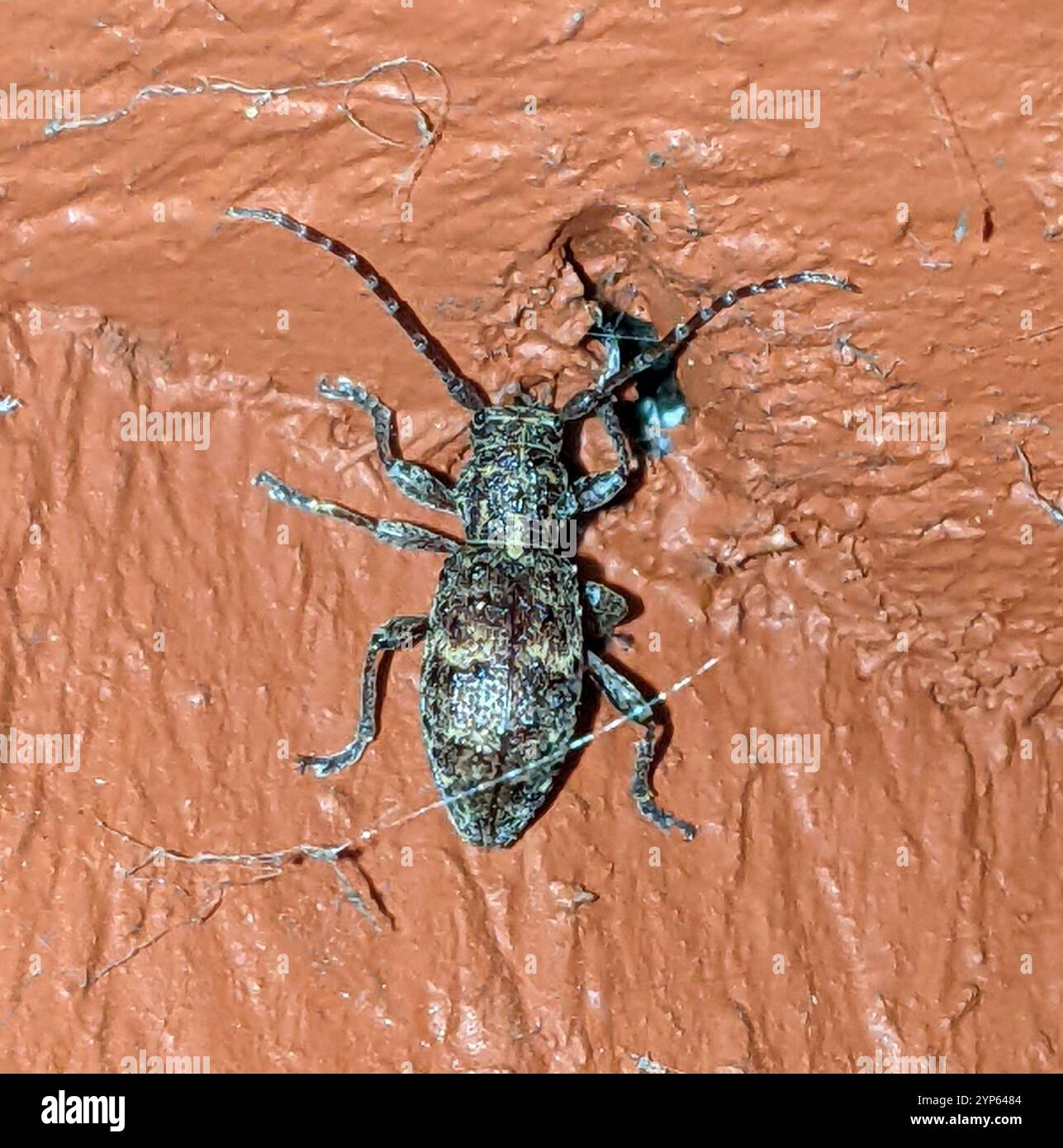 Thorn-tailed Longhorn Beetle (Plectrura spinicauda Stock Photo - Alamy