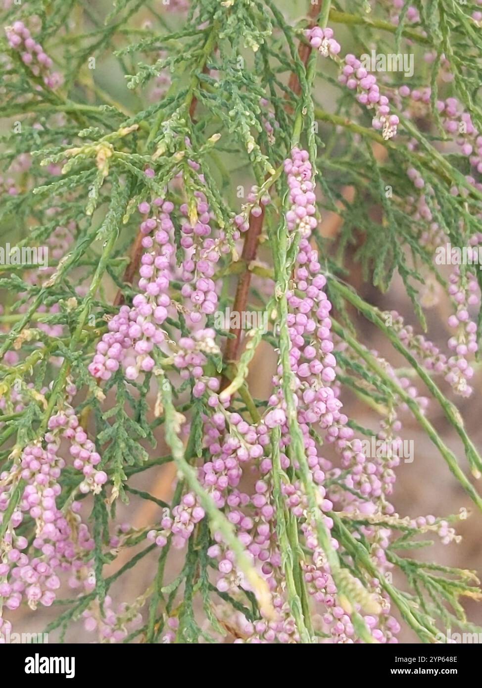 saltcedar (Tamarix ramosissima Stock Photo - Alamy