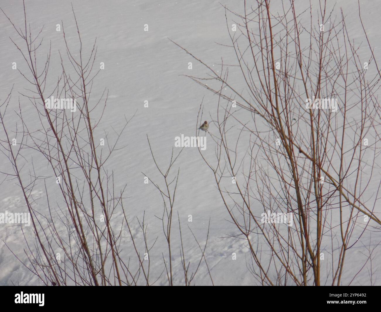 Eurasian Goldfinches and Citril Finches (Carduelis Stock Photo - Alamy