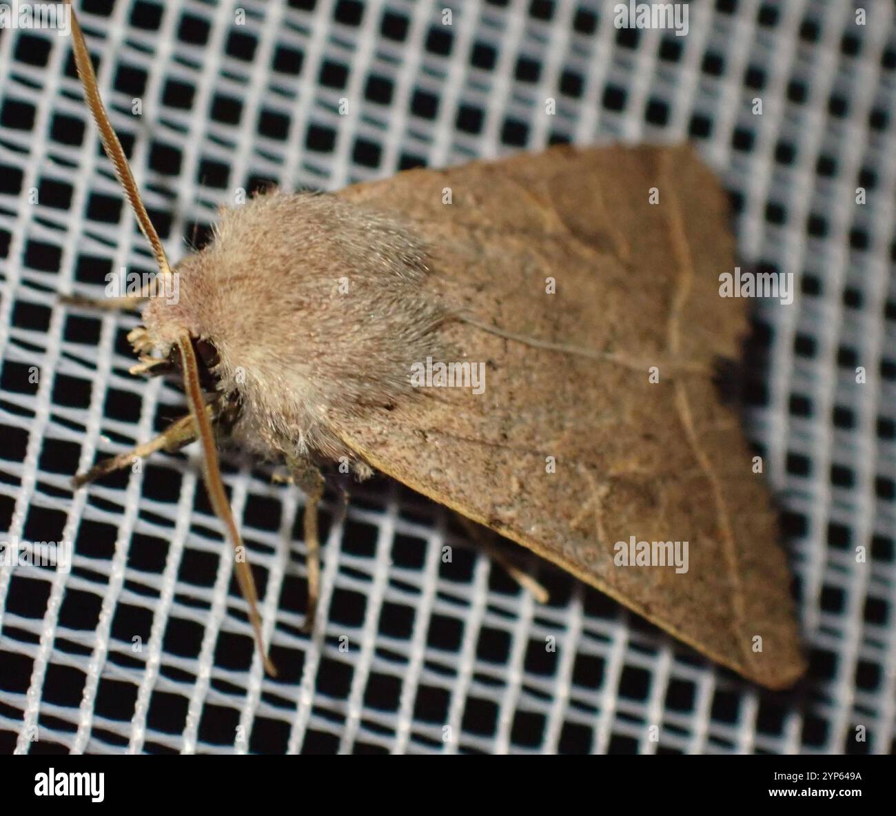 Common Quaker (Orthosia cerasi Stock Photo - Alamy