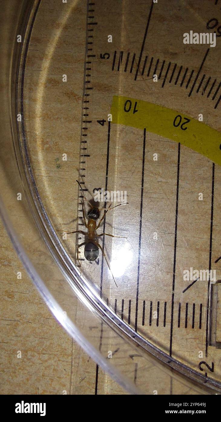 Red-barbed Ant (Formica rufibarbis Stock Photo - Alamy