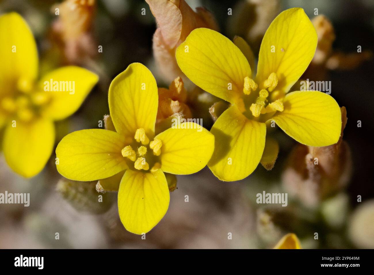 Mountain Bladderpod (Physaria montana Stock Photo - Alamy