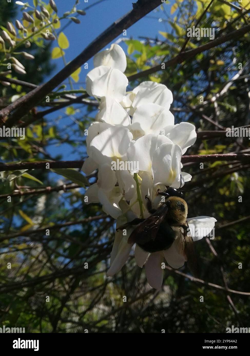 Virginia Carpenter Bee (Xylocopa virginica virginica Stock Photo - Alamy