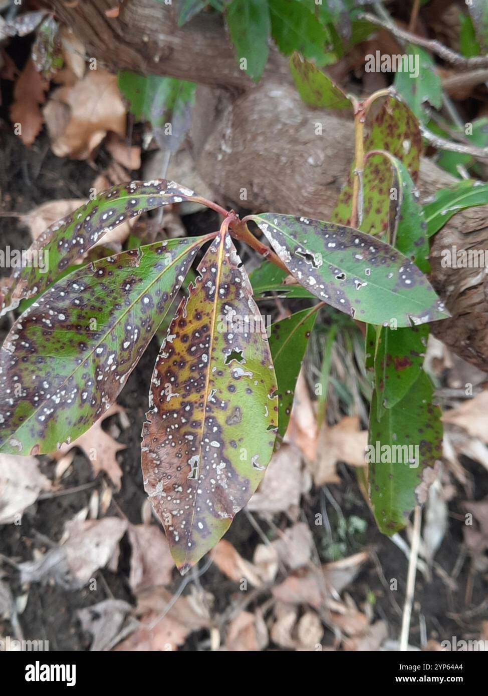 Mountain Laurel Leaf Spot (Mycosphaerella colorata Stock Photo - Alamy