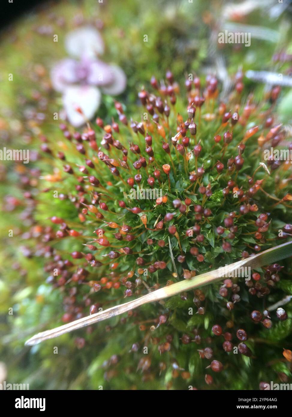 Common Pottia (Tortula truncata Stock Photo - Alamy
