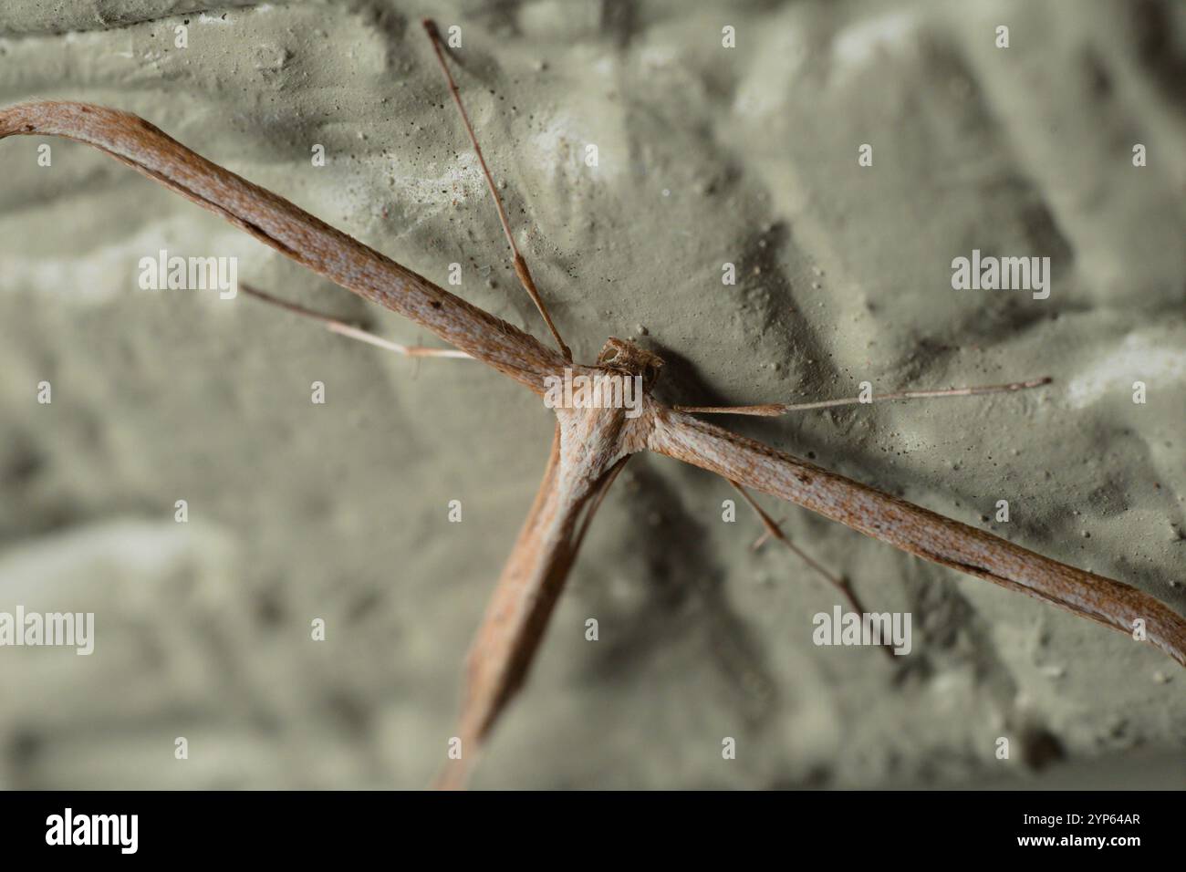 Morning-glory Plume Moth (Emmelina monodactyla Stock Photo - Alamy