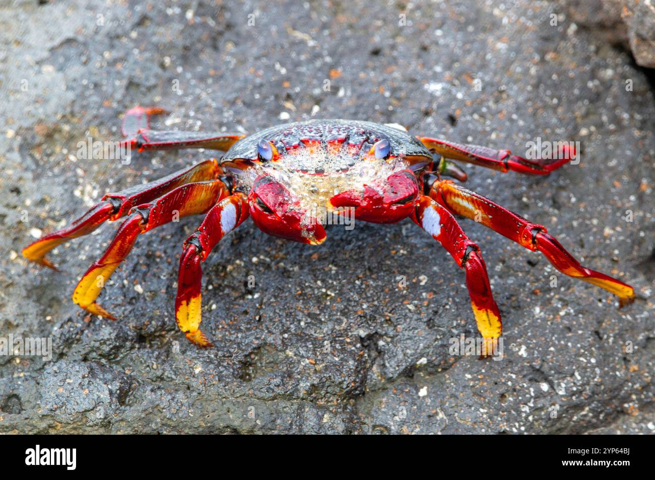 Acorazado blindado hi-res stock photography and images - Alamy