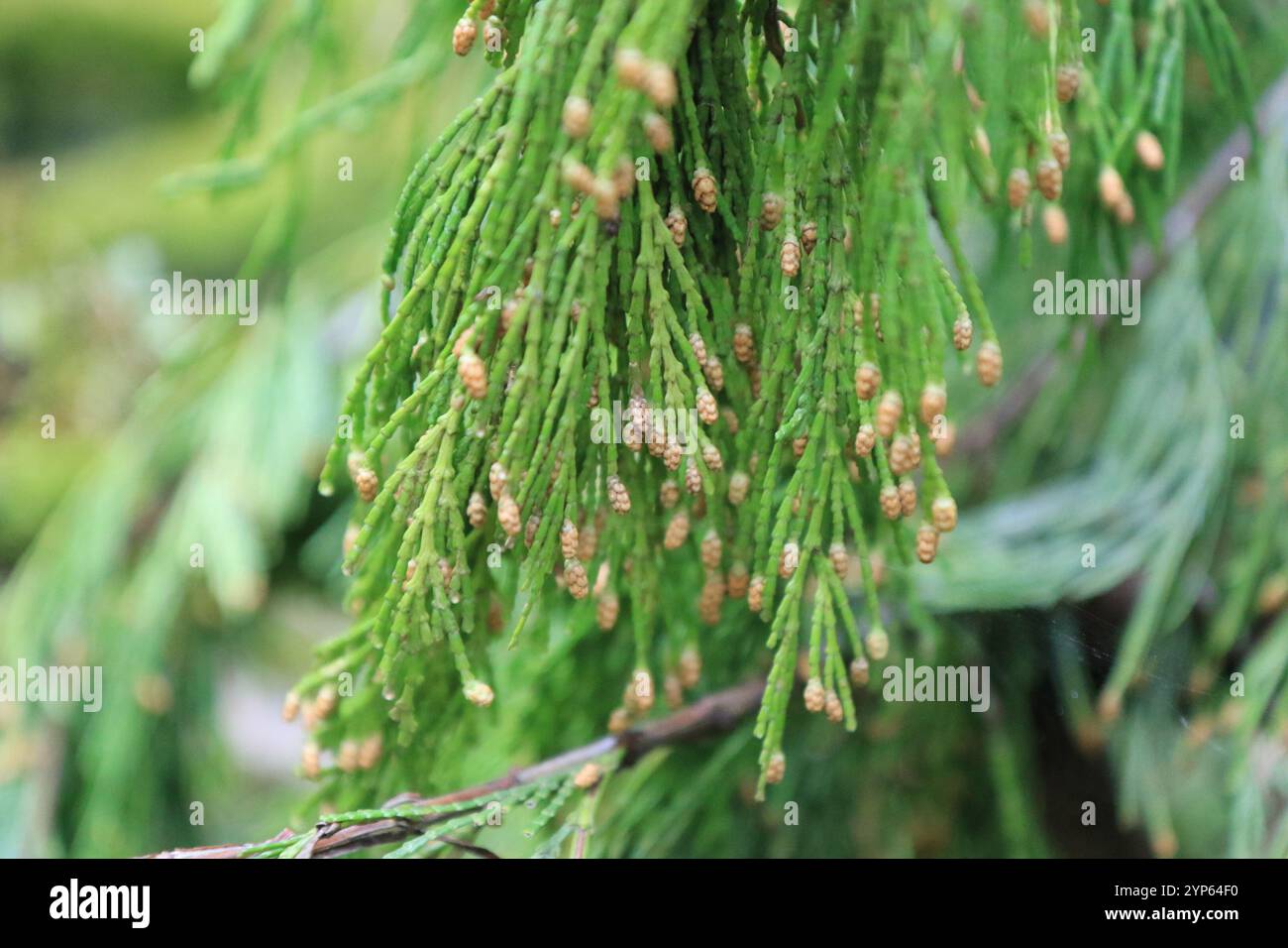 California incense-cedar (Calocedrus decurrens Stock Photo - Alamy
