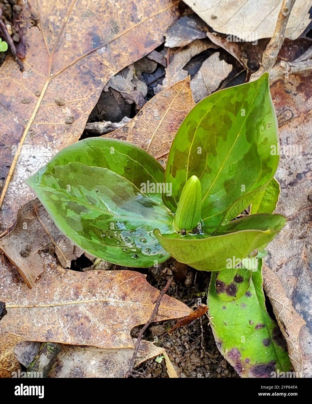 toadshade (Trillium sessile Stock Photo - Alamy