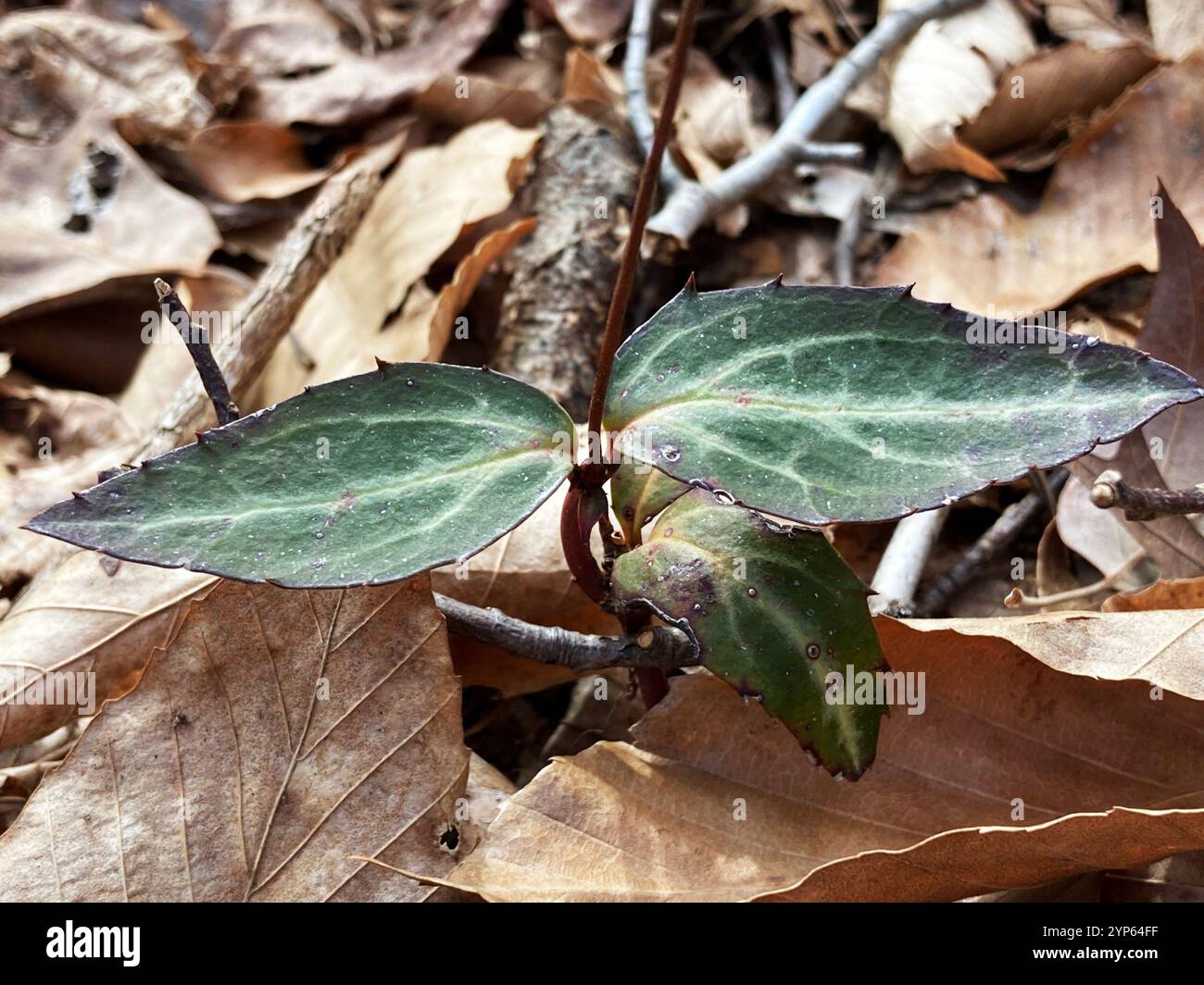 striped wintergreen (Chimaphila maculata Stock Photo - Alamy