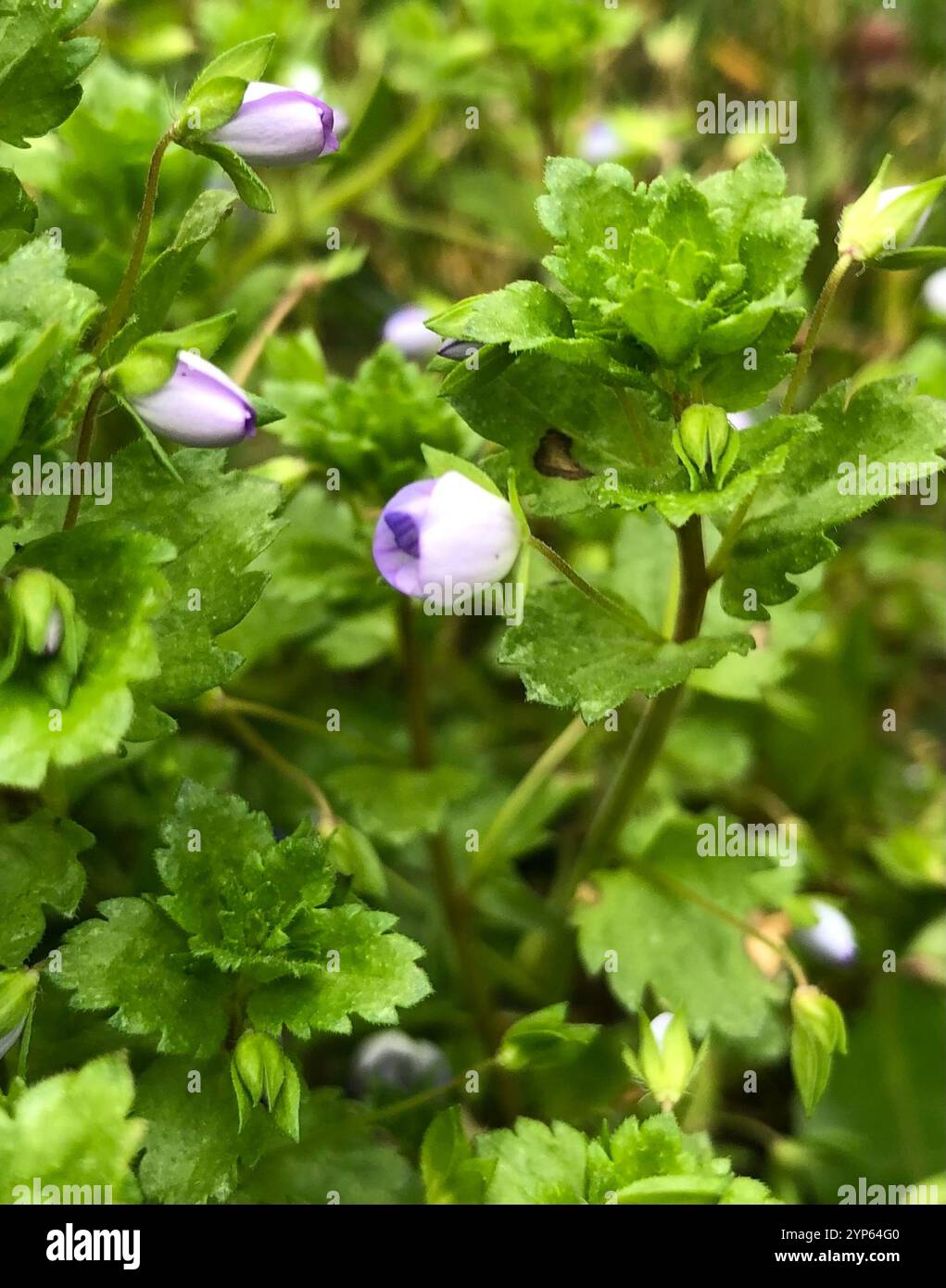 bird's-eye speedwell (Veronica persica Stock Photo - Alamy