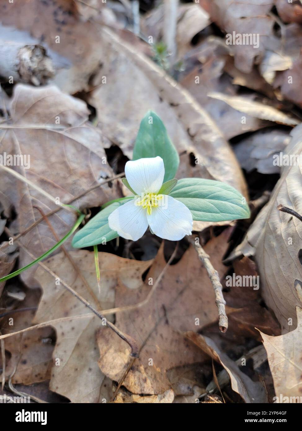 snow trillium (Trillium nivale Stock Photo - Alamy