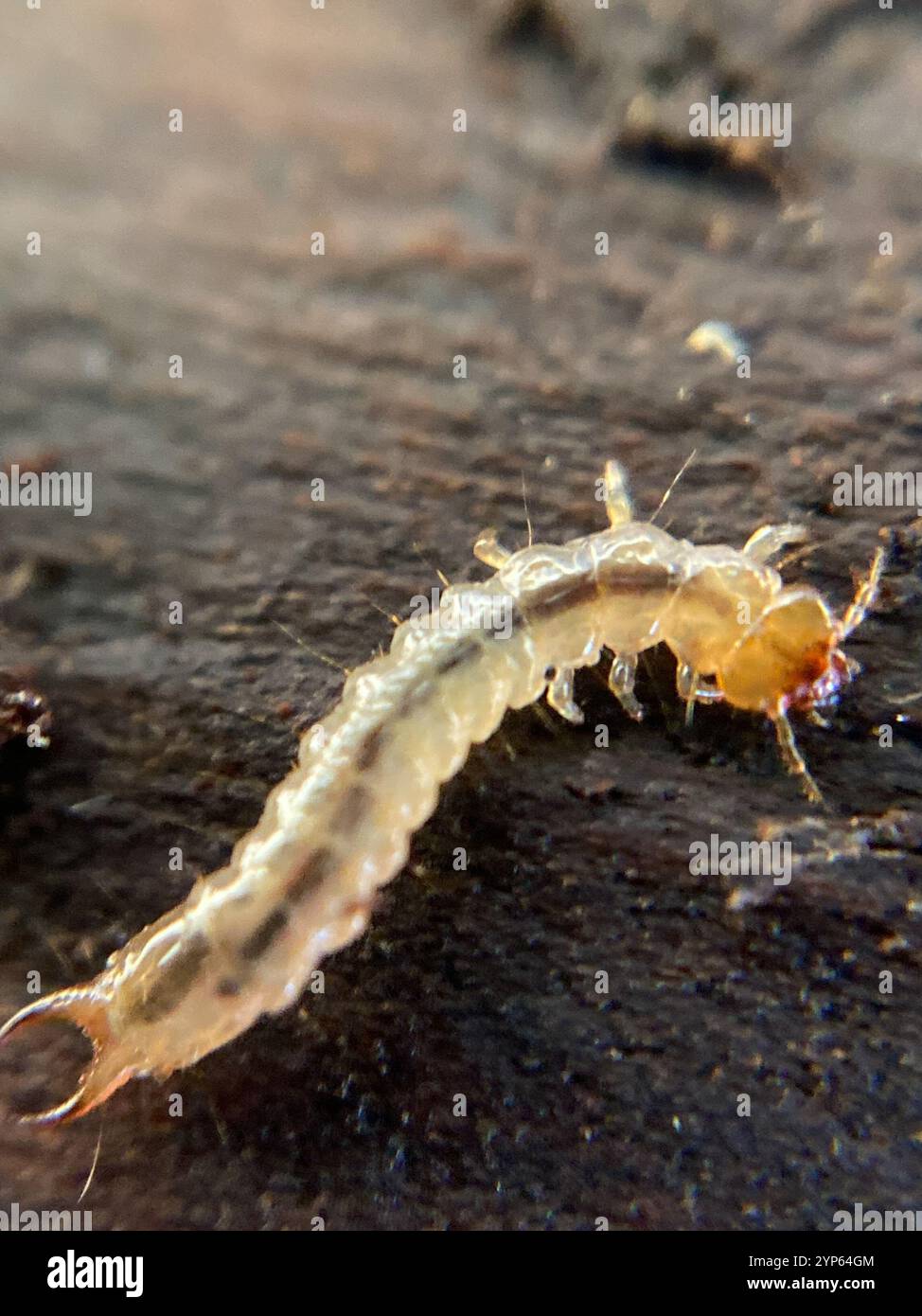 Scarce Cardinal Beetle (Schizotus pectinicornis Stock Photo - Alamy