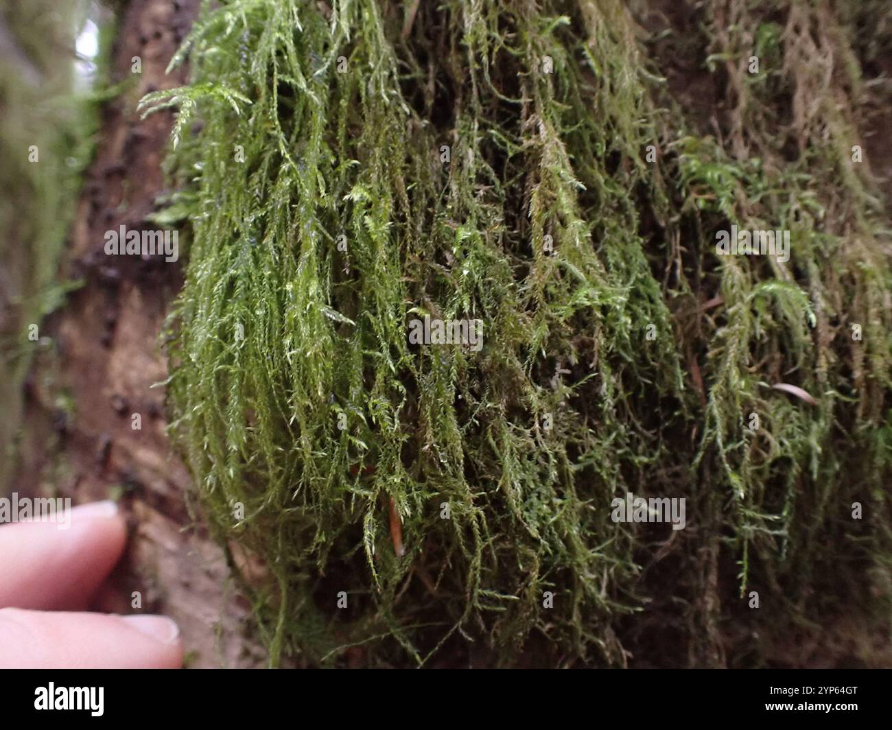 Cat's Tail Moss (Pseudisothecium stoloniferum Stock Photo - Alamy