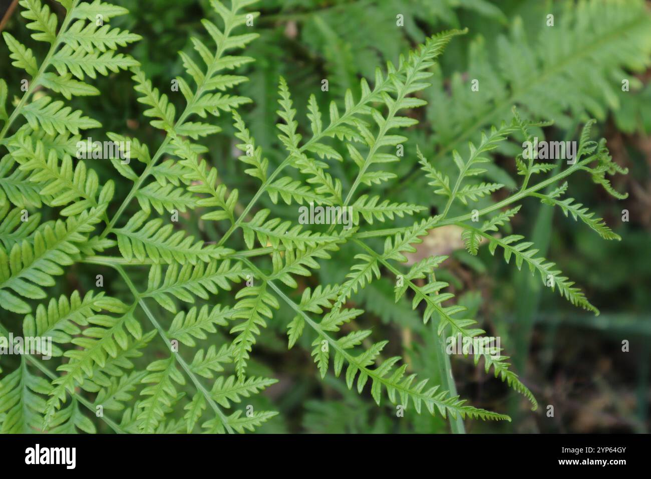 Shaking Brake (Pteris tremula Stock Photo - Alamy