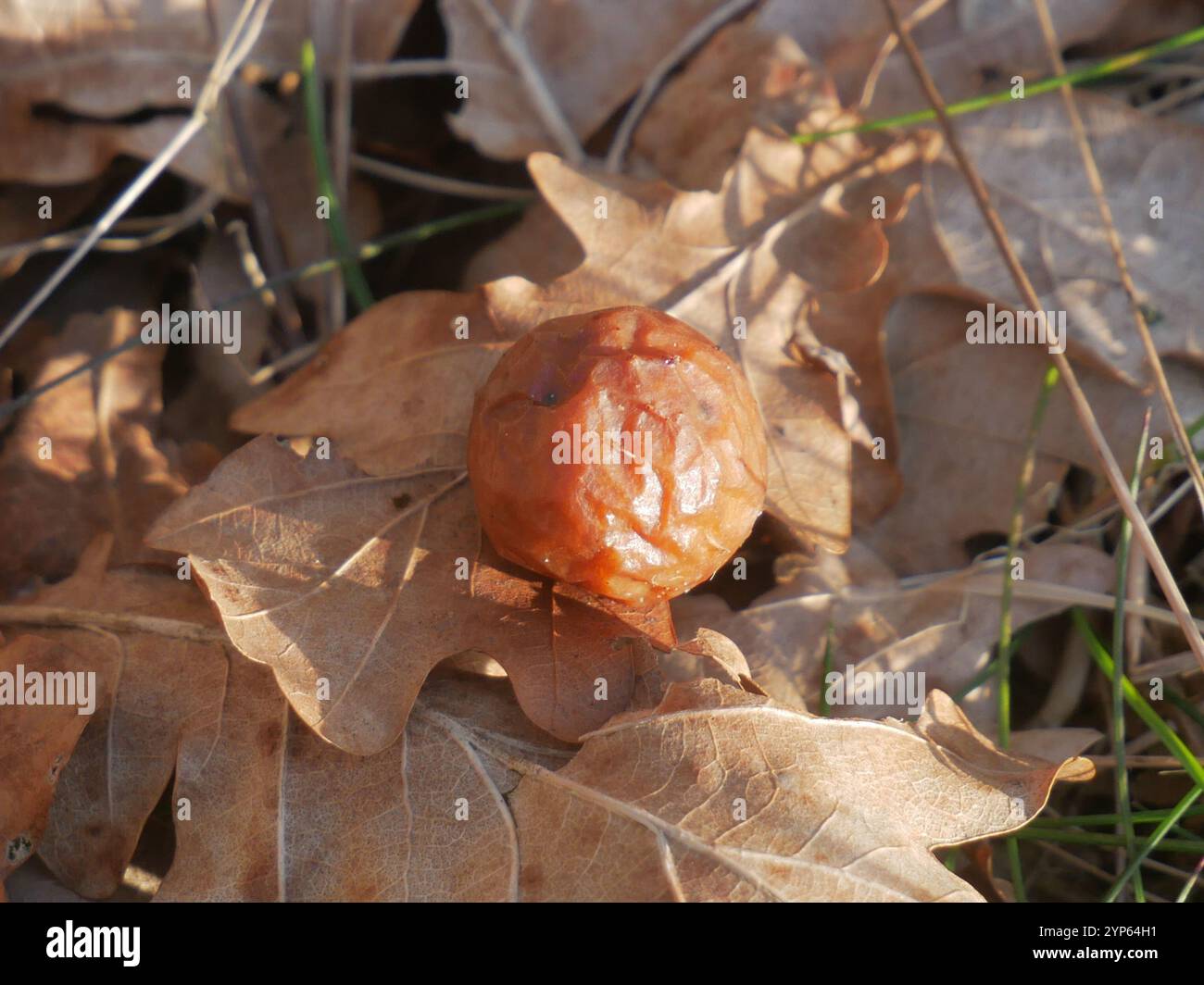 Cherry Gall Wasp (Cynips quercusfolii Stock Photo - Alamy