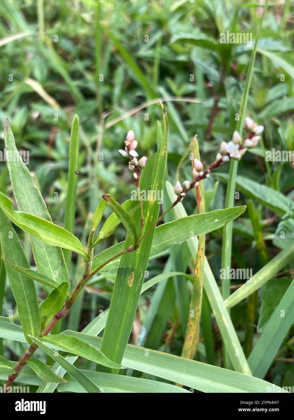 swamp smartweed (Persicaria hydropiperoides Stock Photo - Alamy