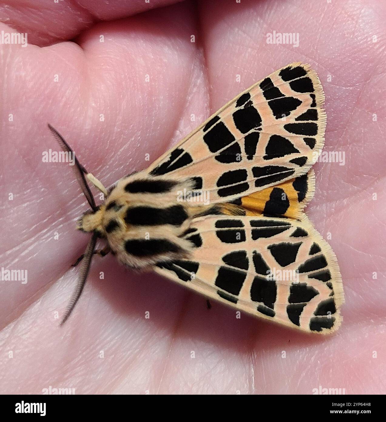 Ornate Tiger Moth (Apantesis ornata Stock Photo - Alamy