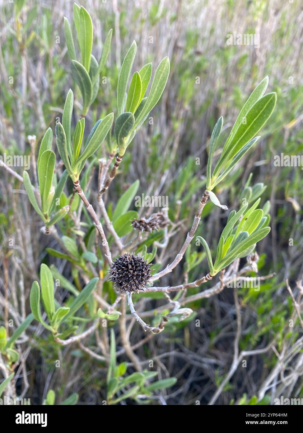 sea ox-eye (Borrichia frutescens Stock Photo - Alamy
